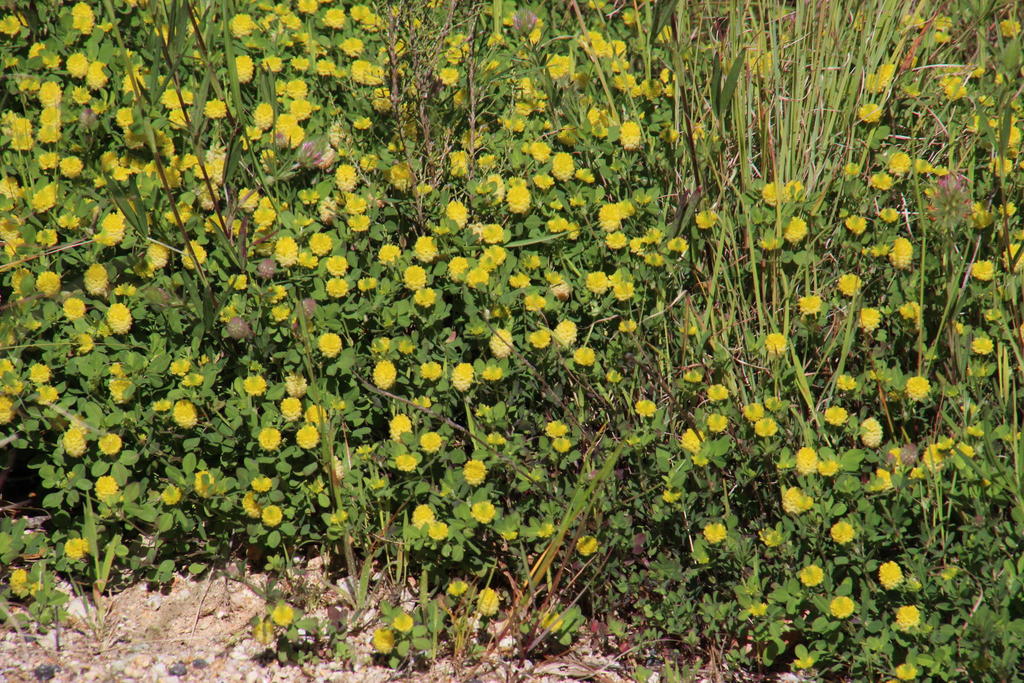 Large Hop Clover (Trifolium campestre campestre) - Botanical Realm