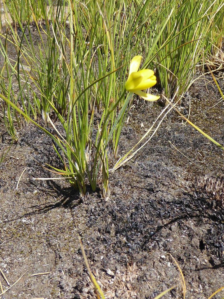 Albuca shawii from Verloren Valei on January 31, 2016 by Andrew Hankey ...