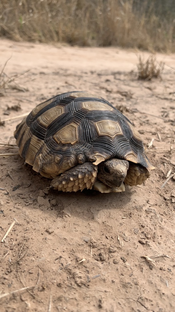 Chaco Tortoise in September 2021 by guagui · iNaturalist