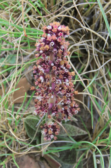 Crassula tabularis from Nieuwefontein, Richmond on April 12, 2016 by ...
