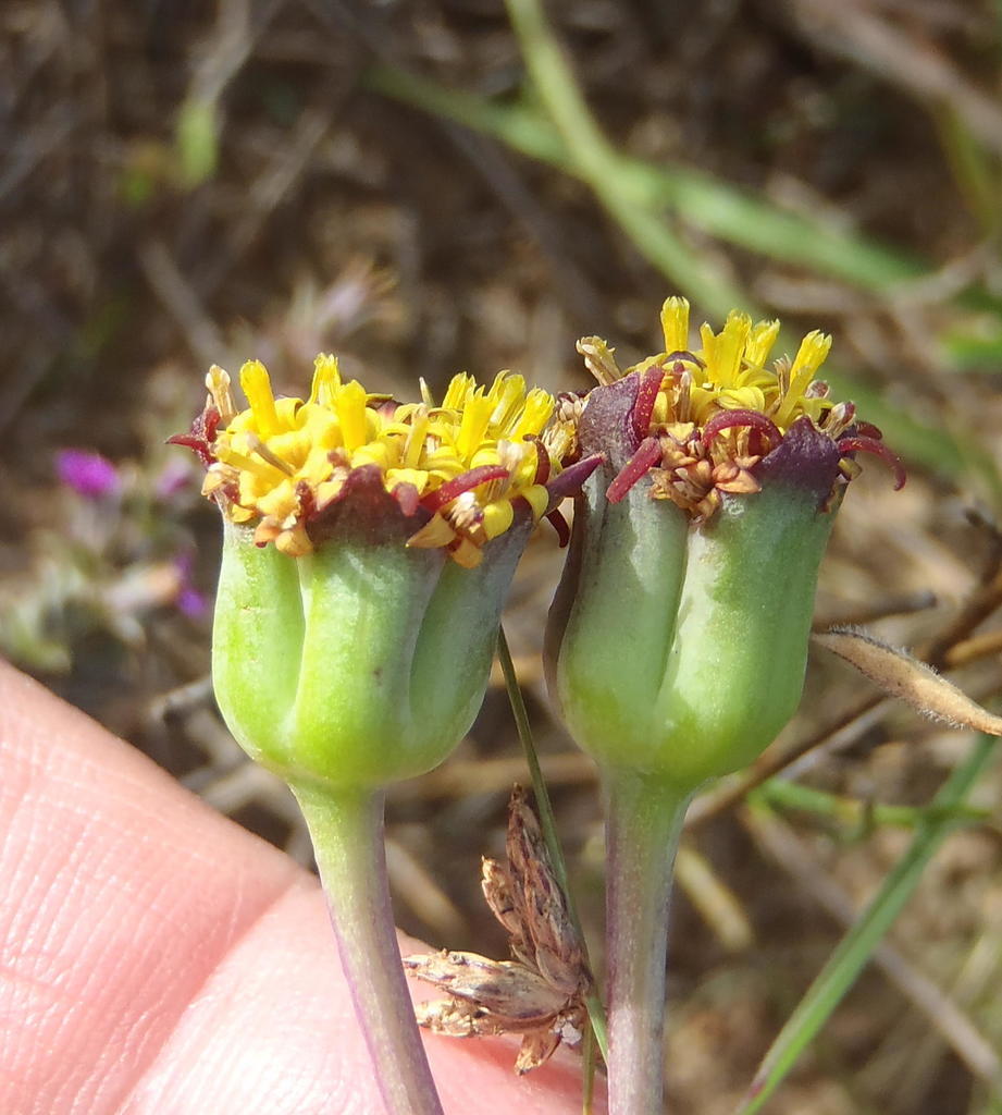 Broken Babooncabbage (Othonna retrofracta) - Botanical Realm
