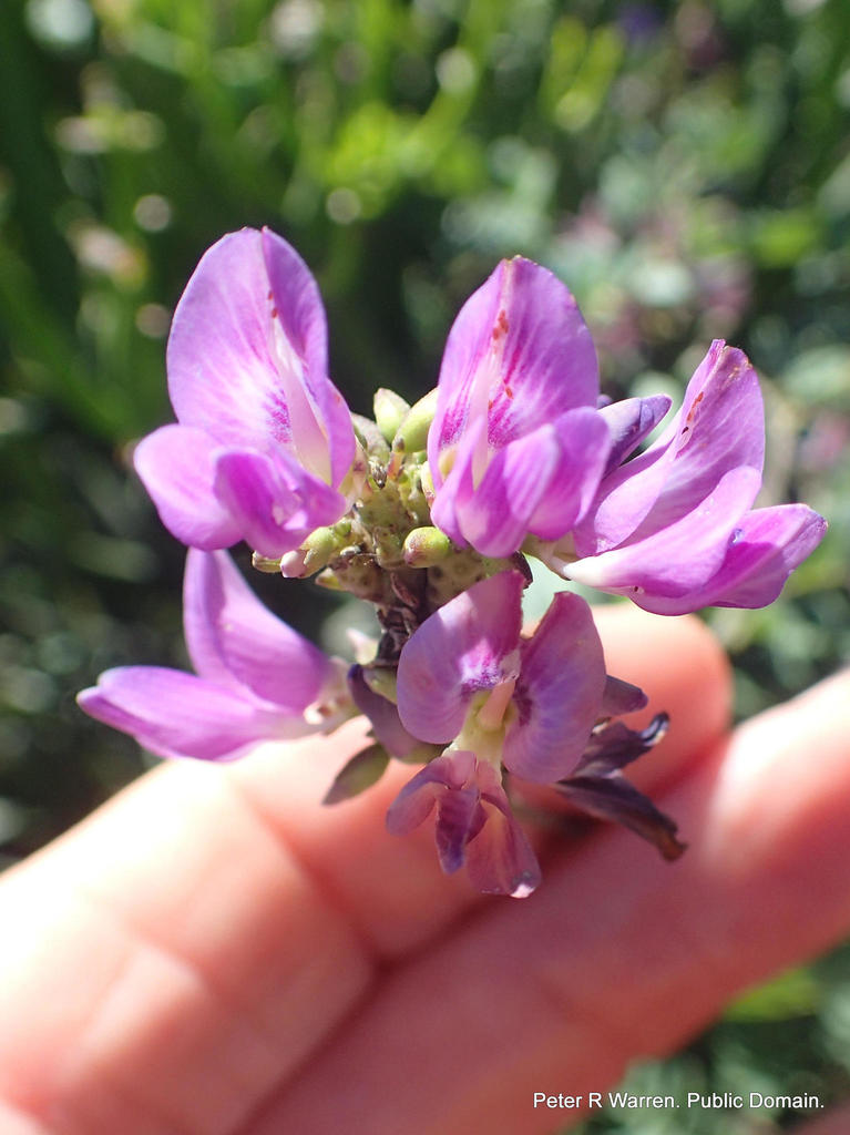 Lucky Bean (Enseleni Nature Reserve - Plants) · iNaturalist
