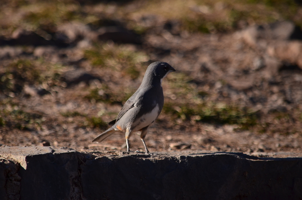 Common Diuca-Finch from Los Andes, Chile on June 08, 2013 at 10:12 AM ...