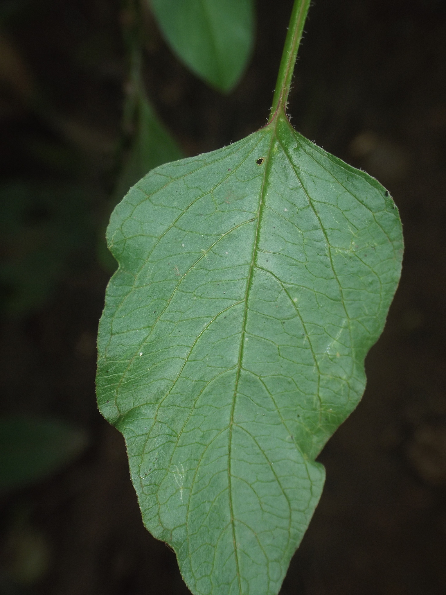 Digera muricata (L.) Mart.