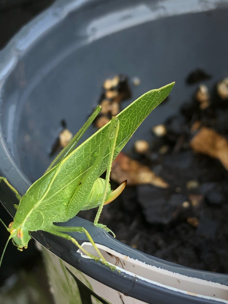 Modest Katydid from Normal on September 12, 2021 at 09:09 AM by ...