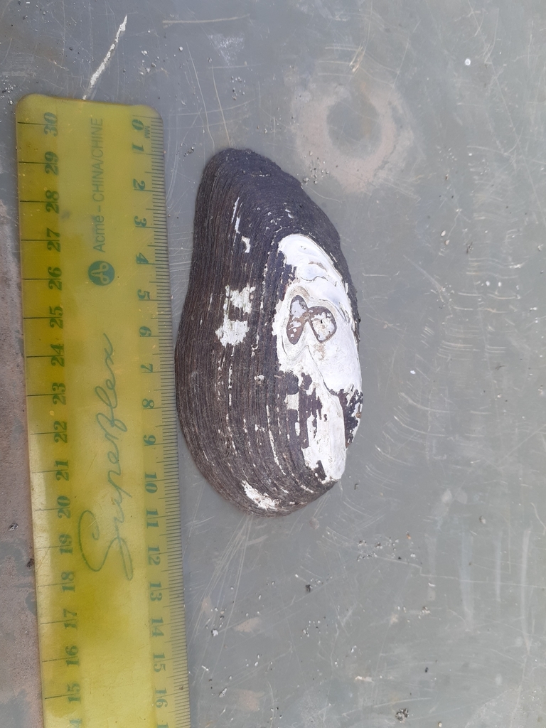 Eastern Elliptio from Papineauville, Papineau, QC, Canada on September ...