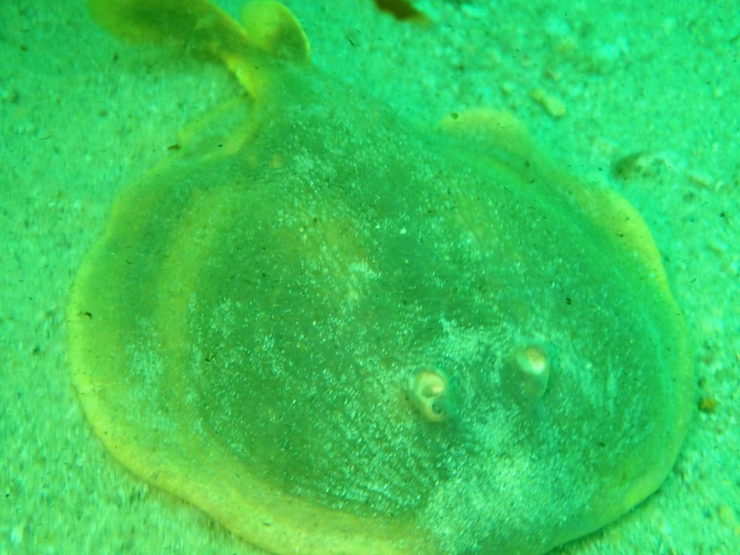 Narke capensis (Gmelin, 1789)