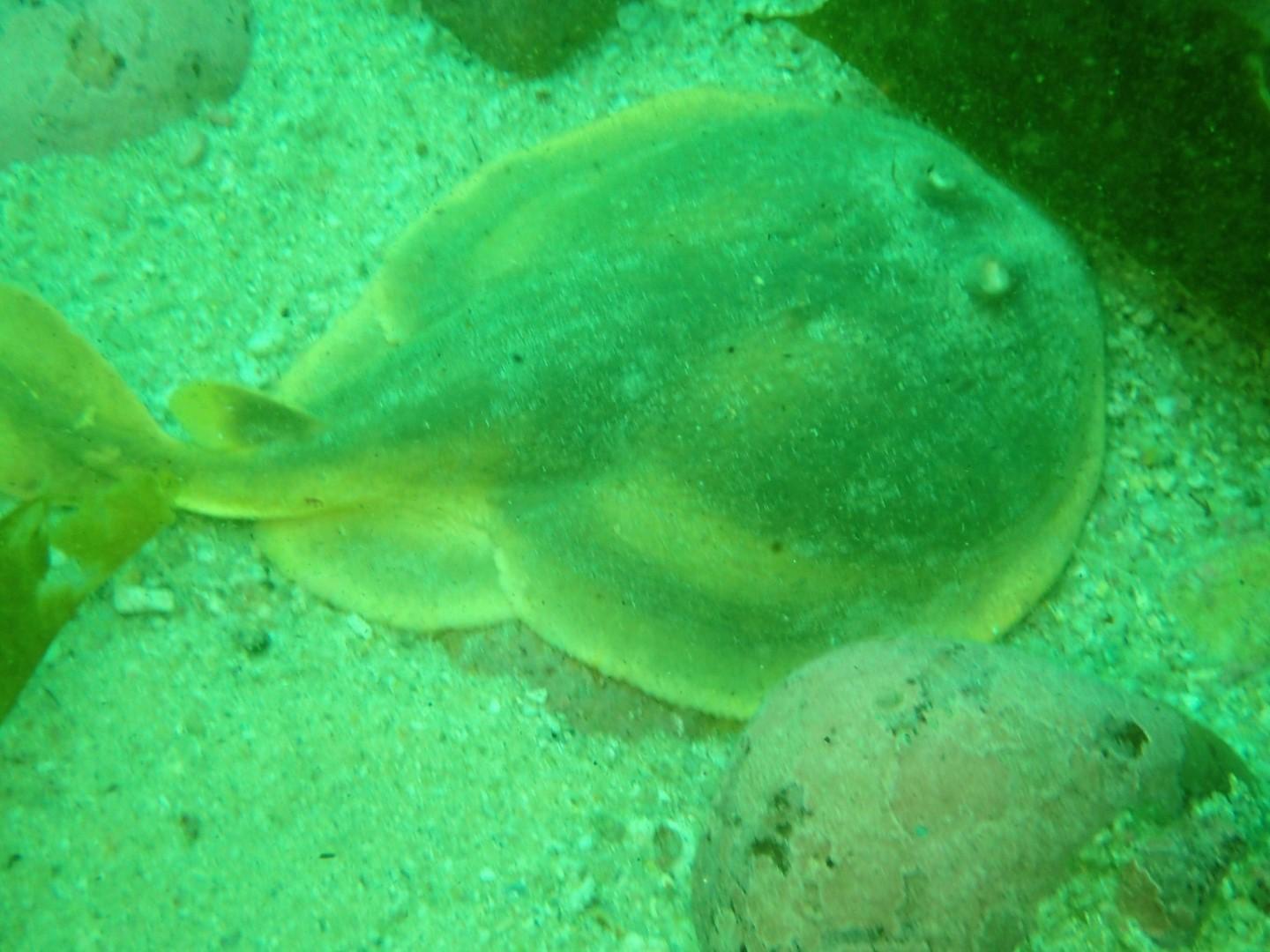 Narke capensis (Gmelin, 1789)