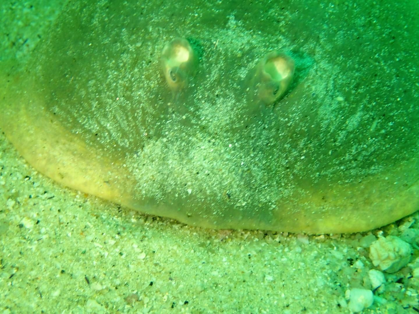 Narke capensis (Gmelin, 1789)