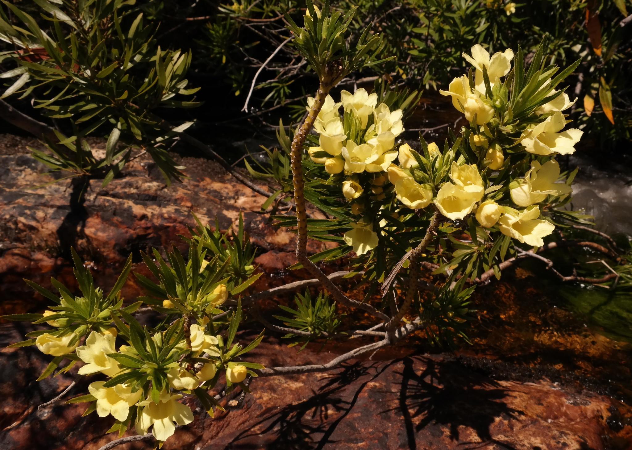 Ixianthes retzioides Benth.