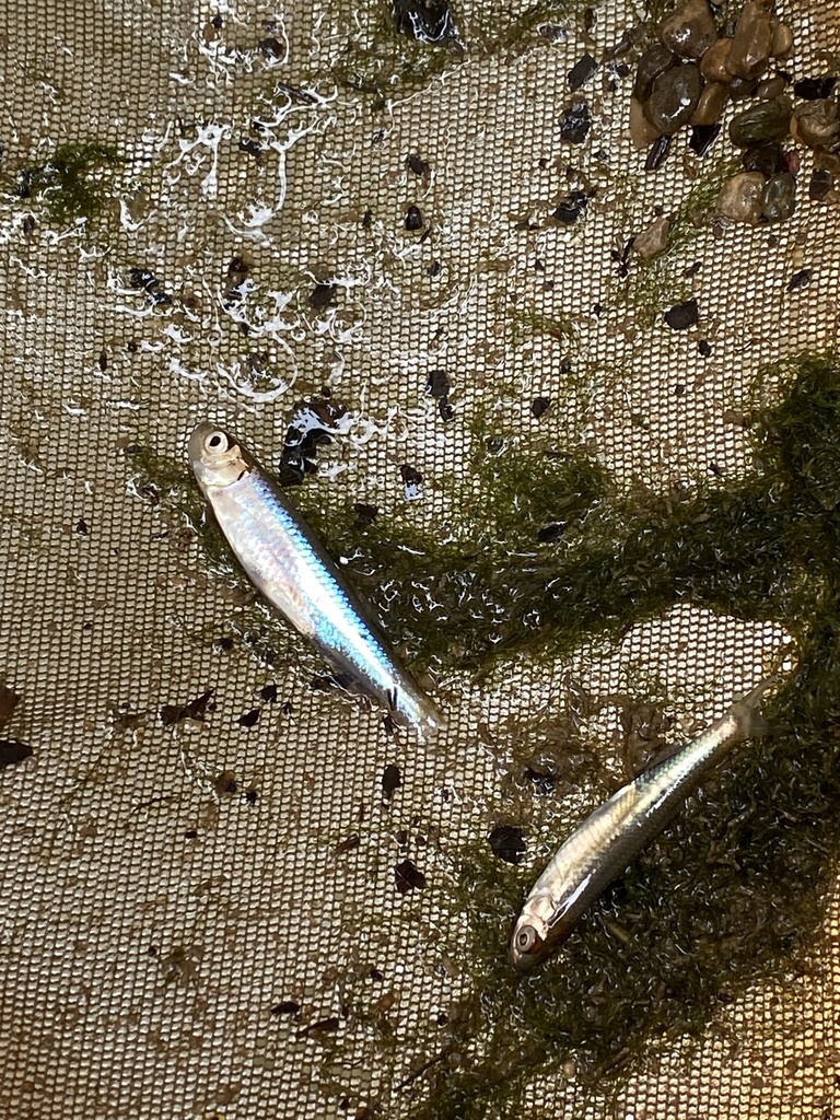 Emerald shiner from Great Miami River, Cincinnati, OH, US on September ...