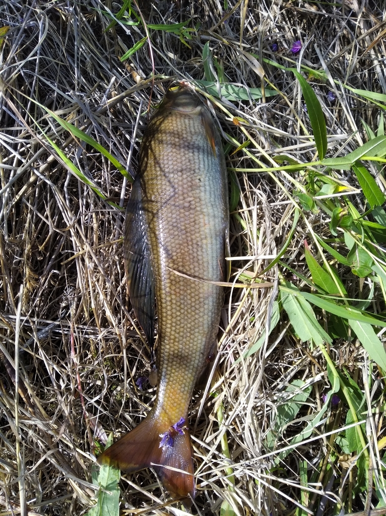 Kamchatka Grayling from Penzhinskiy rayon, RU-KQ, RU on August 10, 2021 at 12:47 PM by vadim ...