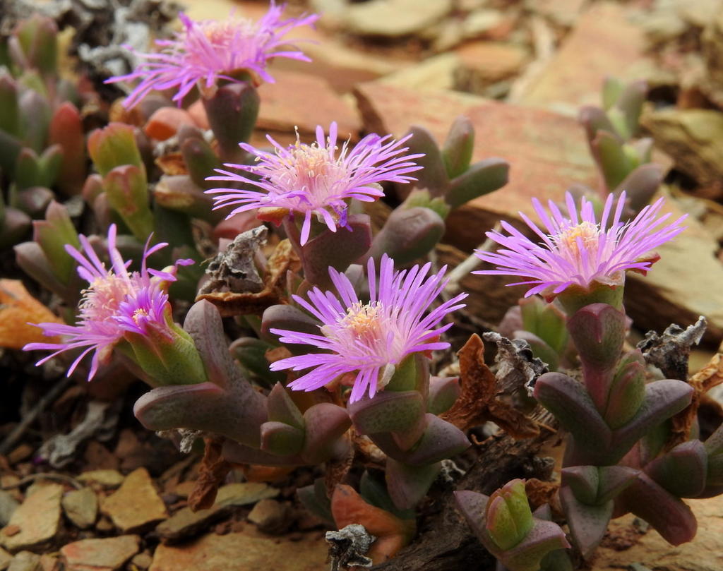 Ruschia vanniekerkiae from Minwater on October 15, 2016 by Colin ...