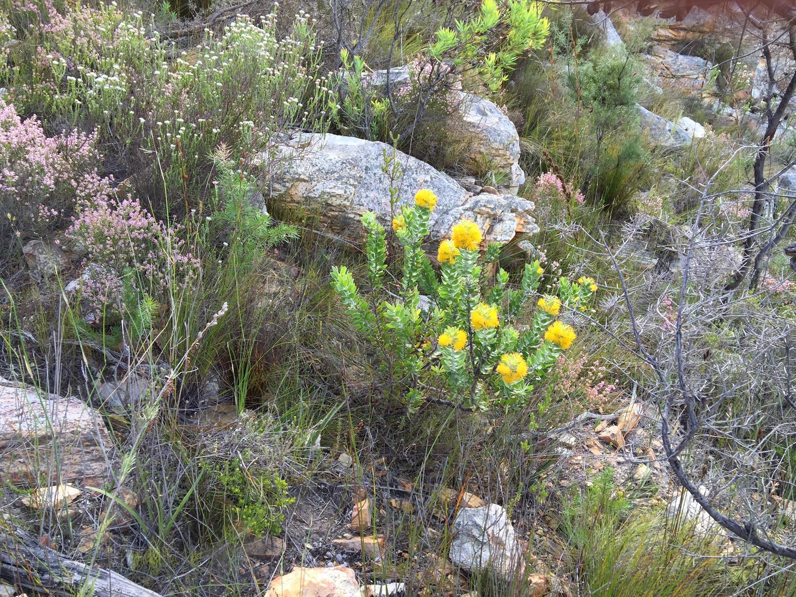 Mimetes chrysanthus Rourke