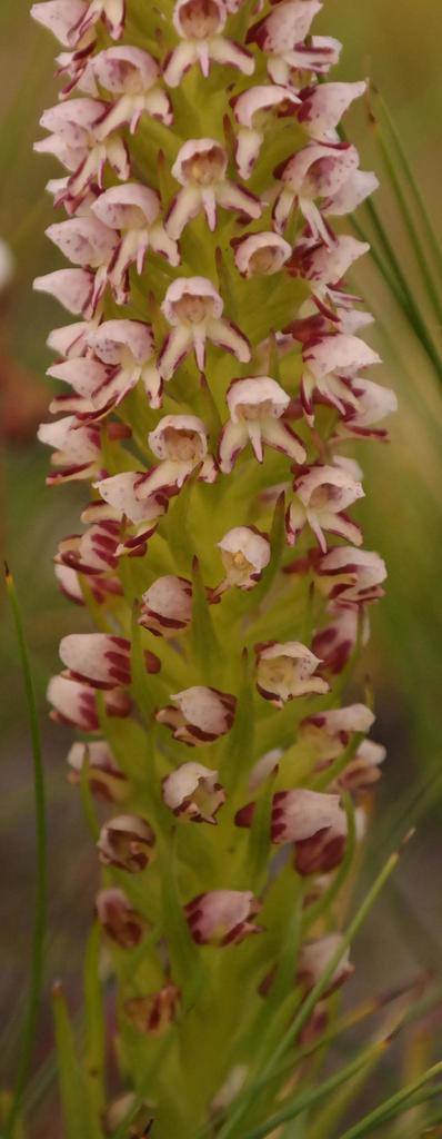 Peninsula Pungent Disa from east of Scarborough, Redhill on October 18 ...