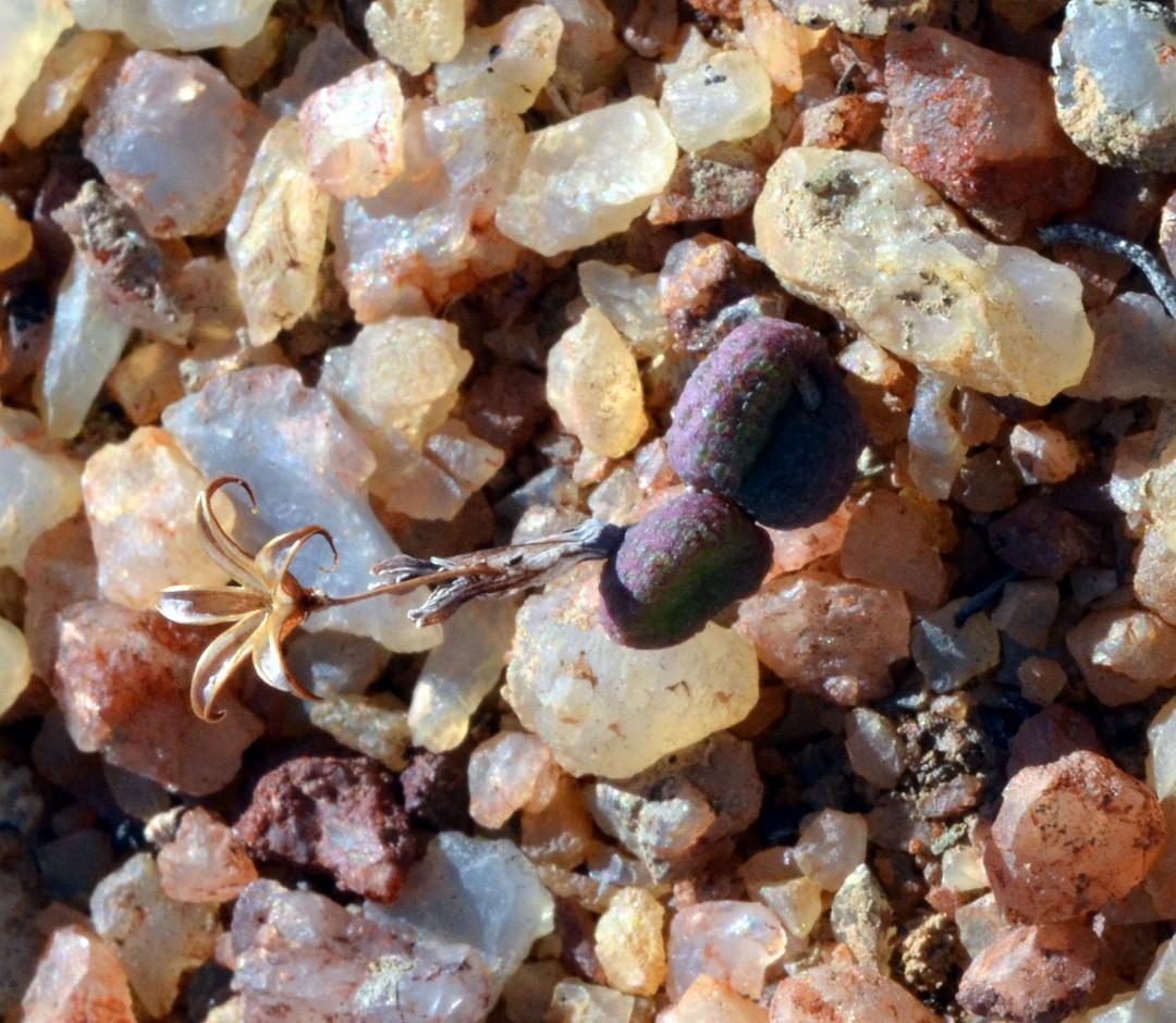 Tylecodon similis (Toelken) Toelken