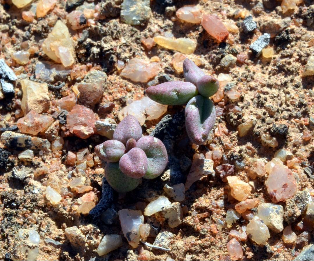 Tylecodon similis (Toelken) Toelken