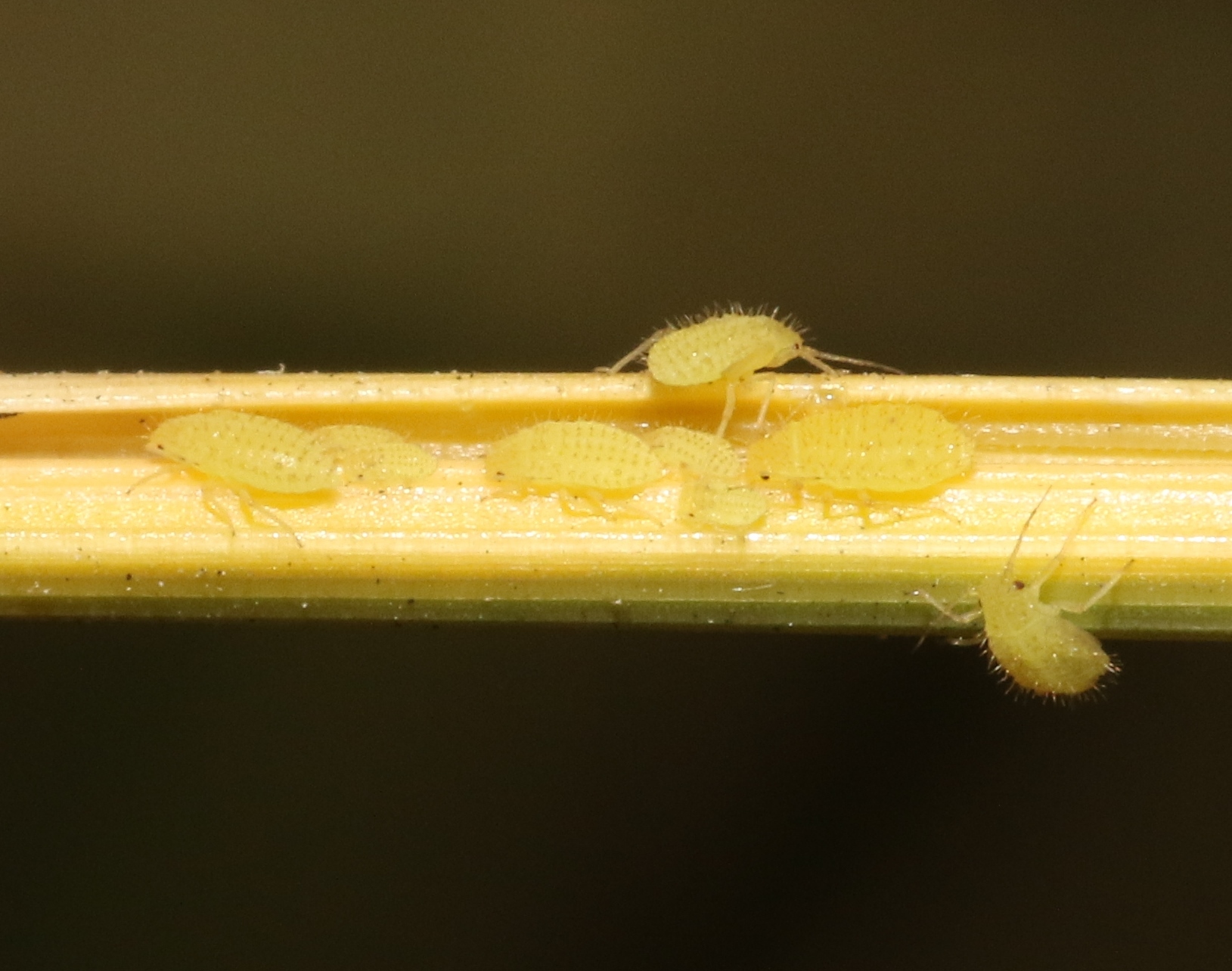 Sipha flava (Forbes, 1885)