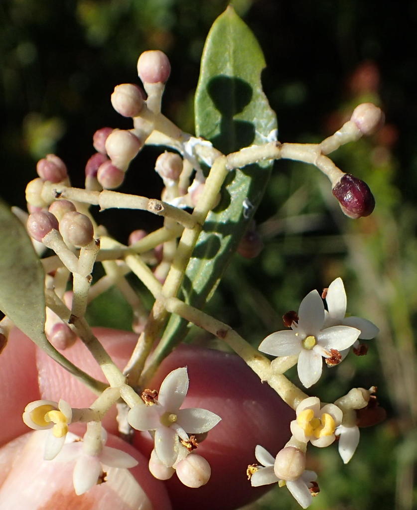 Dune olive (Olea exasperata) - Botanical Realm
