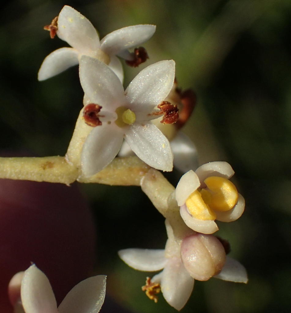 Dune olive (Olea exasperata) - Botanical Realm