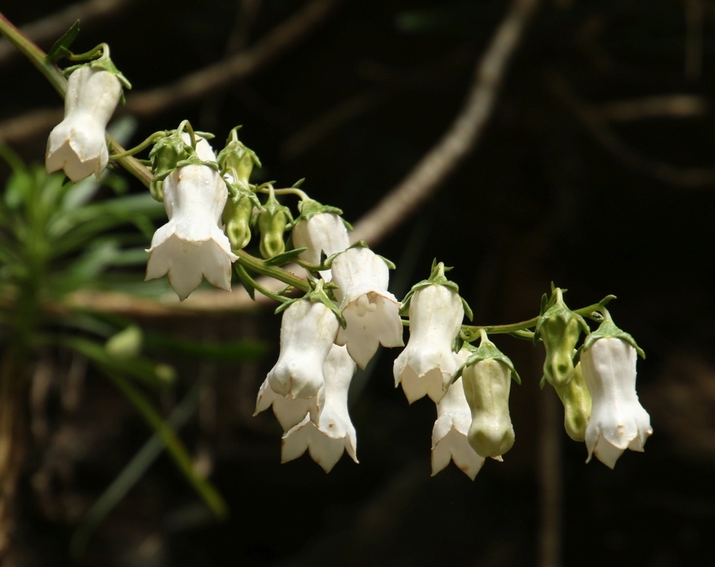 Azores Bellflower (Azorina vidalii) - Botanical Realm