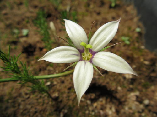 Kericodon crispus · iNaturalist Mexico