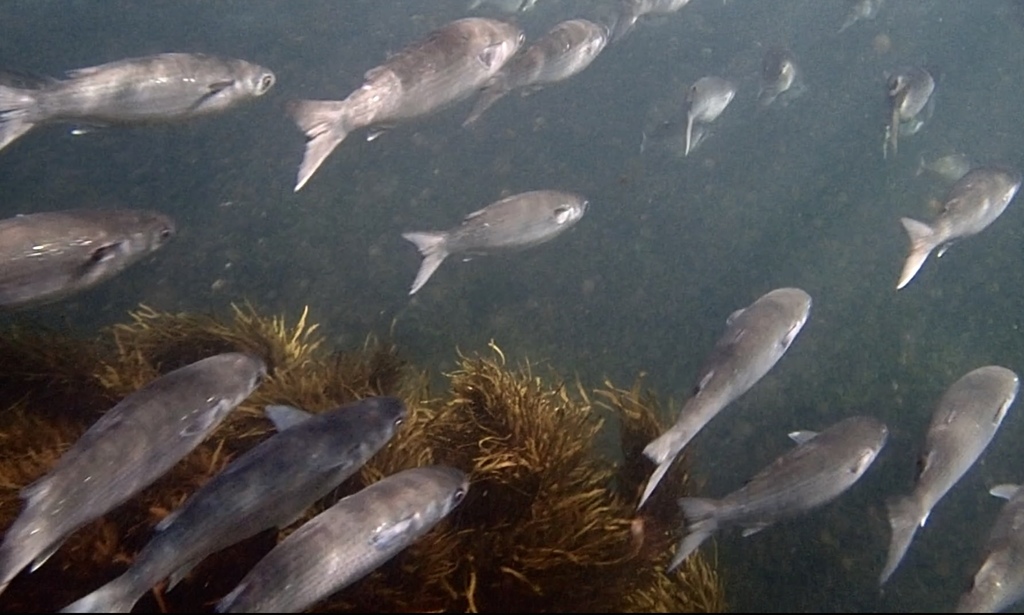 Mullets and glassfishes (Mugiliformes) - Marine Life Identification