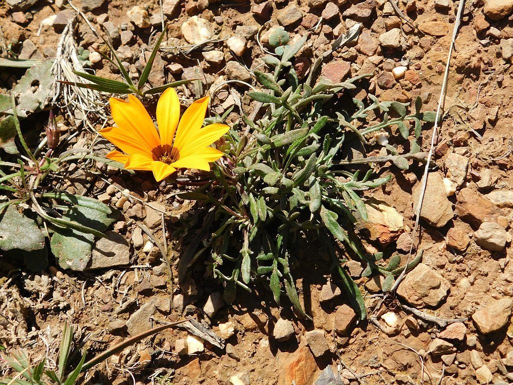 Terracotta Gazania from Greyton Loerkop, 7233, South Africa on ...