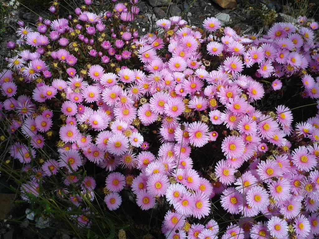 Cerise Brightfig from Potberg on October 12, 2016 by Wendy. Lampranthus ...