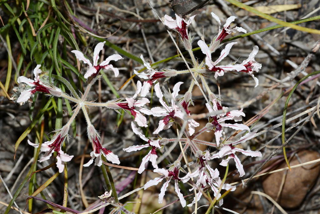 Longleaf Storksbill from Romansrivier, Breede River Valley on October ...