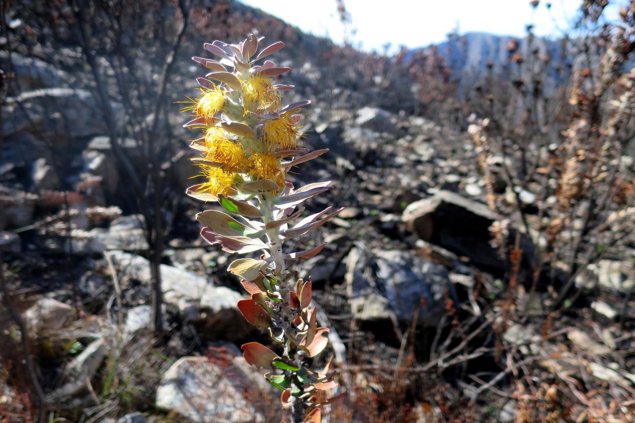 Mimetes chrysanthus Rourke