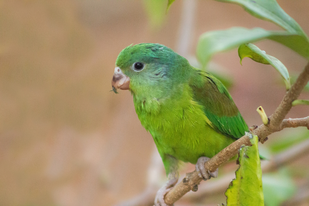 Eastern Orange-chinned Parakeet (Brotogeris jugularis exsul) - Avian ...