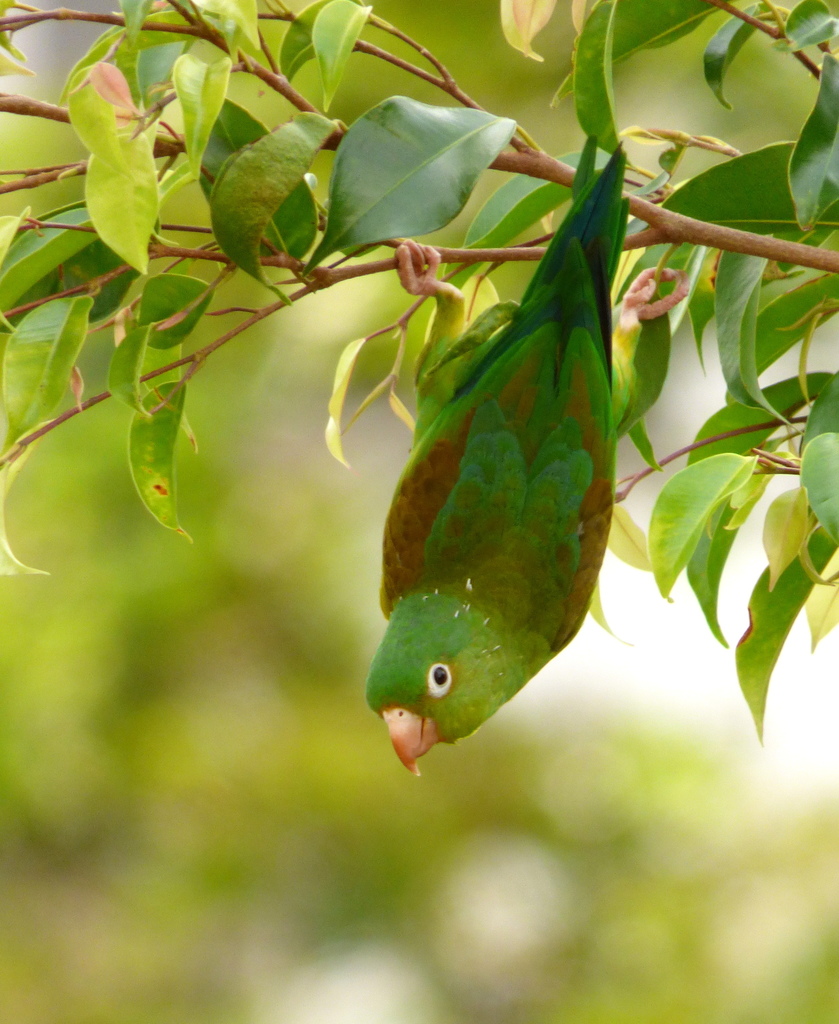 Orange-chinned Parakeet (jugularis) (Brotogeris jugularis jugularis ...