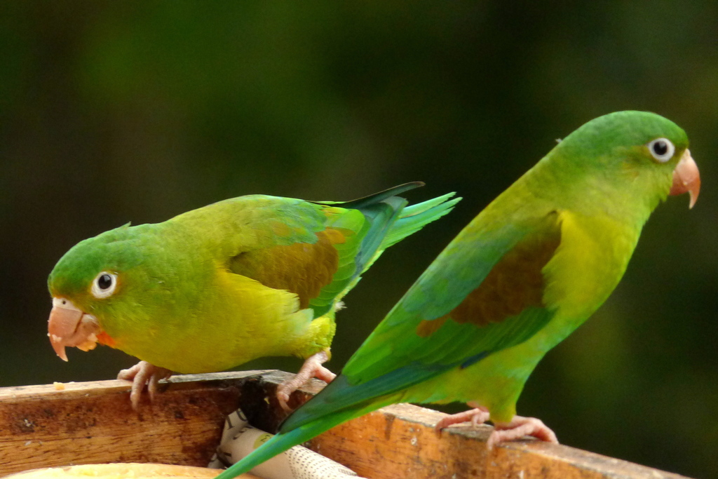 Orange-chinned Parakeet (jugularis) (Brotogeris jugularis jugularis ...