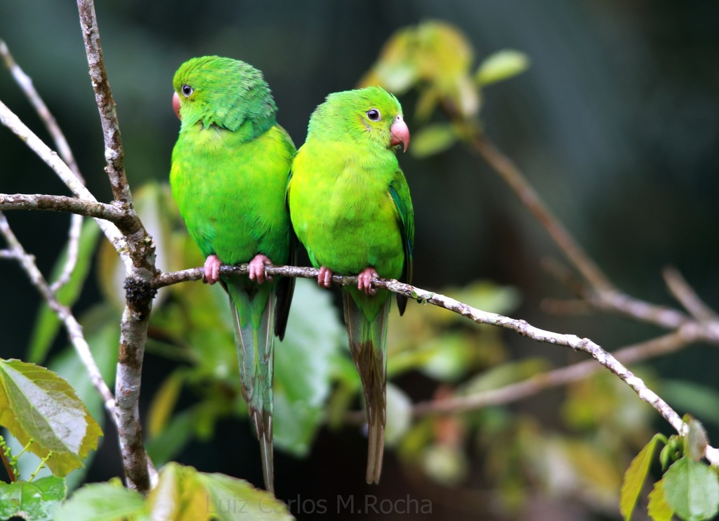 Periquito-verde (Aves do Borrifos, sul de Ilhabela (São Paulo, Brasil ...