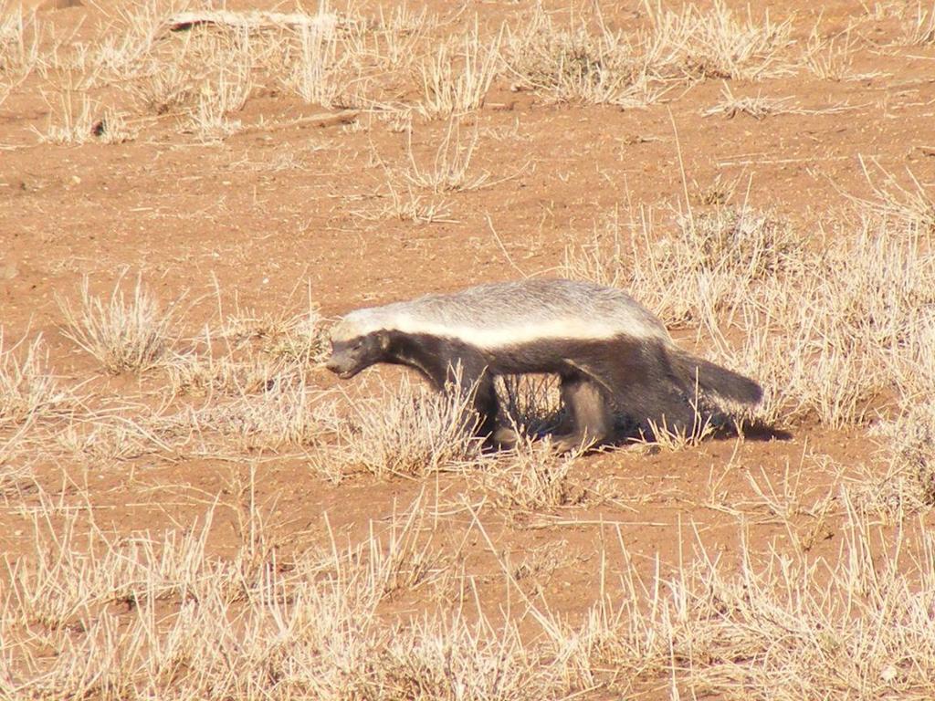 Cape Ratel (Mellivora capensis capensis) - Know Your Mammals