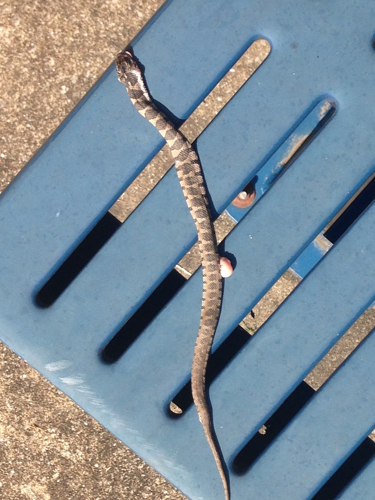 Common Watersnake from Hamilton, Tennessee, United States on August 25 ...