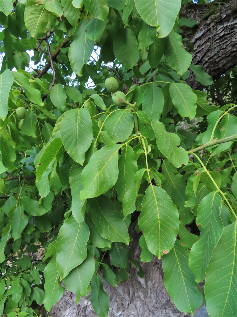 Persian walnut from España, La Rioja, Villanueva de Cameros, río Iregua ...