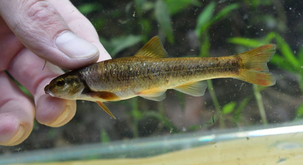 Central Stoneroller from Reston, VA, USA on September 17, 2021 at 05:58 ...