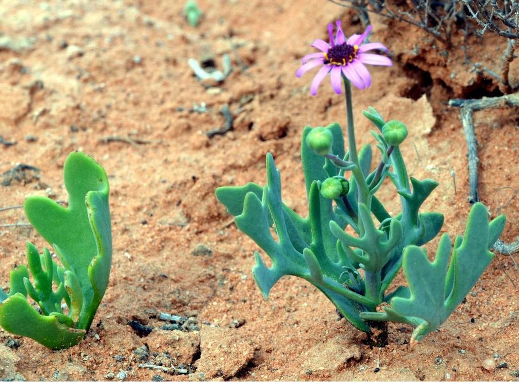 Searocket Babooncabbage (Othonna cakilifolia) - Botanical Realm