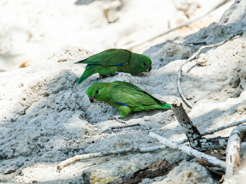 Dusky-billed Parrotlet (Dusky-billed) (Subspecies Forpus modestus ...