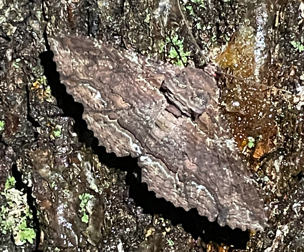 Lunate Zale Moth from New Castle on September 20, 2021 at 09:07 PM by ...