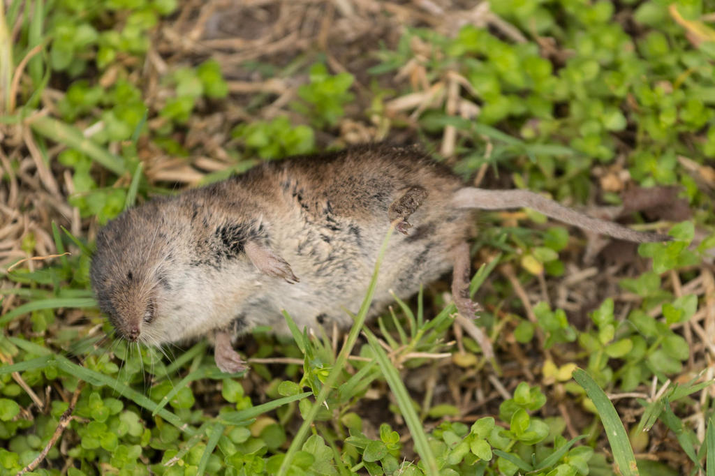 Greater Red Musk Shrew (Crocidura flavescens) - Know Your Mammals