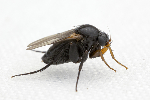 género Stichillus · NaturaLista Colombia