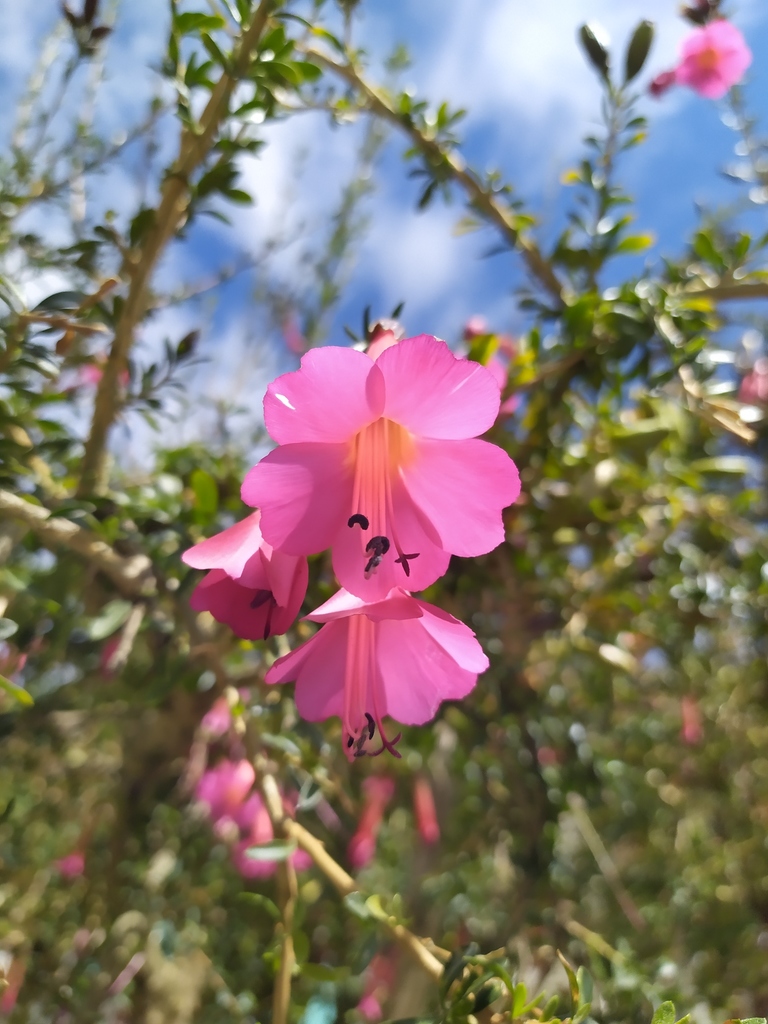 Sacred flower of the Incas (Cantua buxifolia) - Botanical Realm