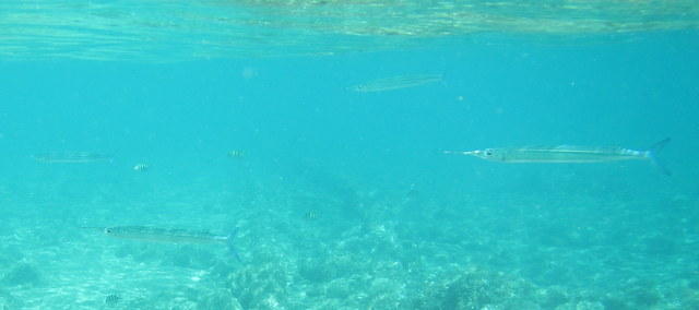 Tropical Garfish (Hyporhamphus affinis) - Marine Life Identification