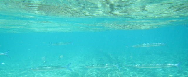 Tropical Garfish (Hyporhamphus affinis) - Marine Life Identification