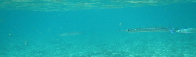 Tropical Garfish (Hyporhamphus affinis) - Marine Life Identification