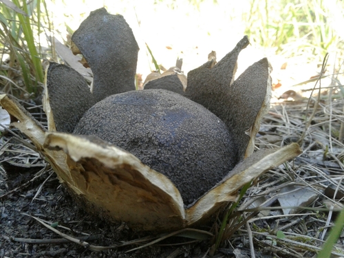 Complex Scleroderma geaster · iNaturalist