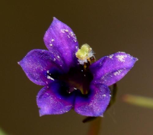 Variety Monopsis debilis depressa · iNaturalist